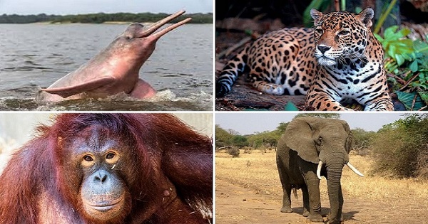 10 especies de animales que son de gran importancia para el planeta ...