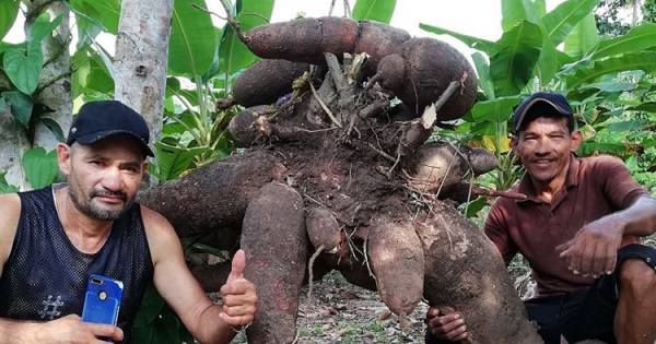 Campesino colombiano cultivó la yuca que podría ser la más grande y ...