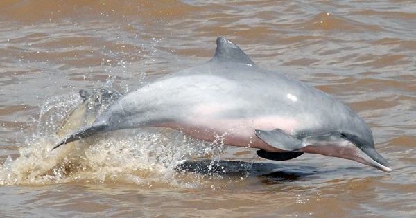 Lanzan nueva plataforma con el objetivo de conservar a los delfines del ...