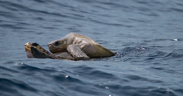 Los ejemplos que el mundo animal nos da día a día