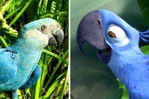 Conoce el milagro de los Guacamayos Azules en vía de Extinción