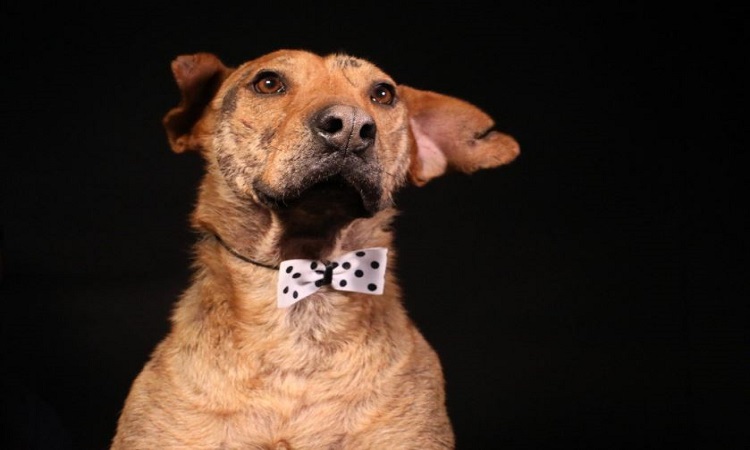 Serafín, el perro criollo que nadie quería adoptar encontró una nueva ...