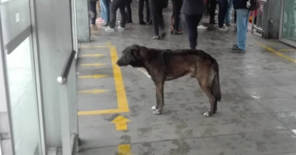 La lección que dio este perro a todos los usuarios en el transporte público