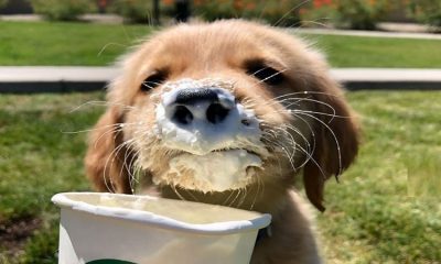 Puppuccino: la bebida gratuita que sirve una reconocida marca de café ...