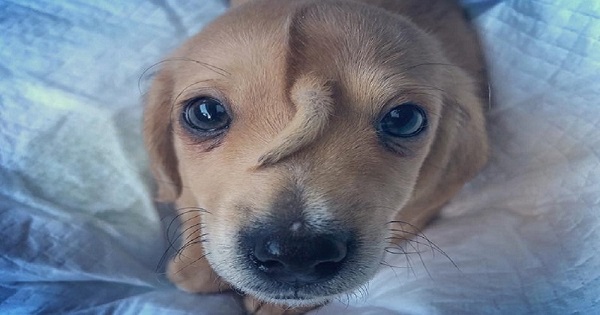 La historia del tierno “perro unicornio”, el cachorro que nació con una ...