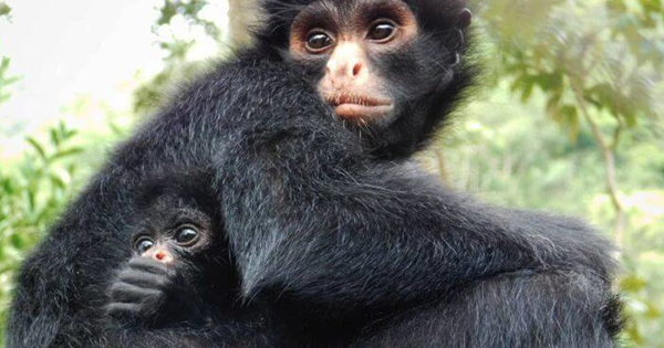 Nace una cría del mono araña, animal que está en vía de extinción