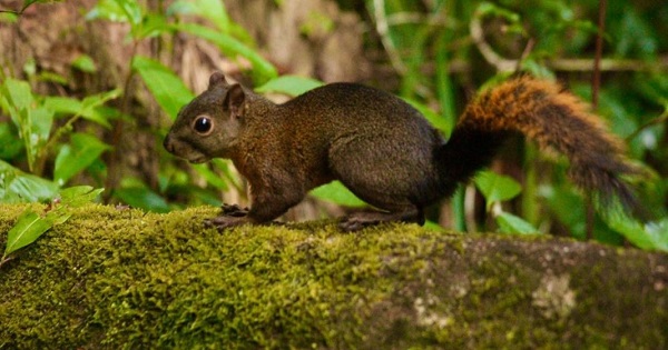 17 animales fueron liberados en el Meta, luego de ser recuperados del ...