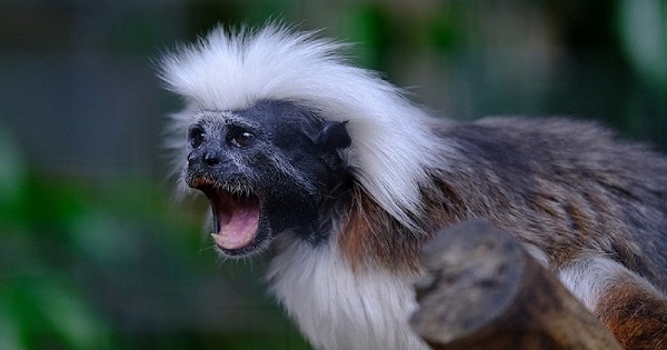Científicos encontraron una nueva especie de mono tití en sudamérica ...