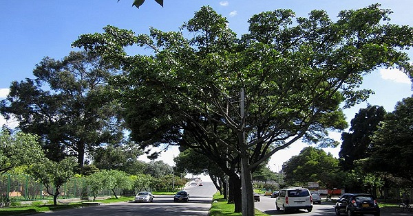 En Bogotá se sembrarán más de 800 mil árboles ¡Un plan para reverdecer ...