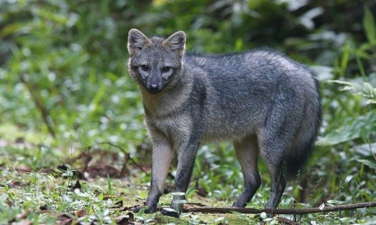 Así es el zorro perruno o cangrejero, el 'visitante' de varias zonas ...