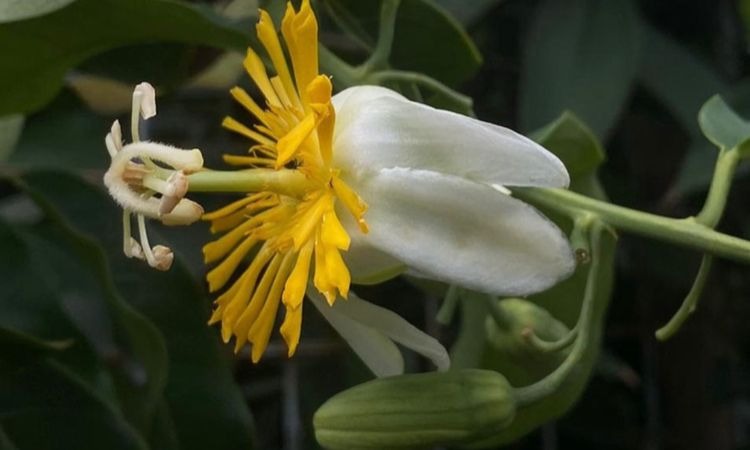 La flor colombiana que fue hallada de nuevo tras 230 años de ...