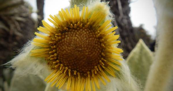 Descubren nueva especie de frailejón en Colombia - La Nota Positiva