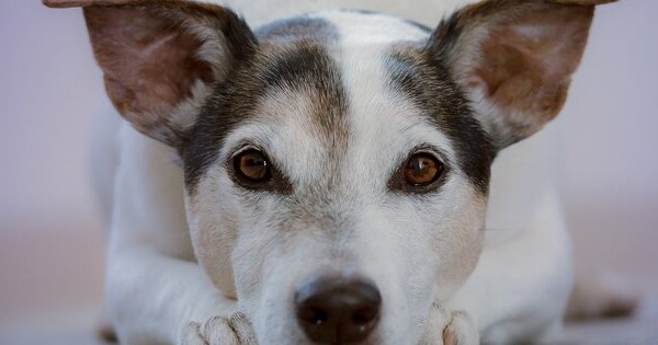 Perrita pudo volver a caminar gracias a dispositivo creado por una ...