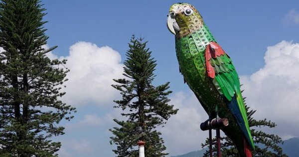 Conozca cómo protegen al loro más raro de Colombia y que se creía ...