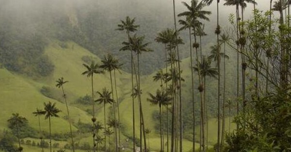 Así es el Valle de Cocora, uno de los paraísos colombiano más ...