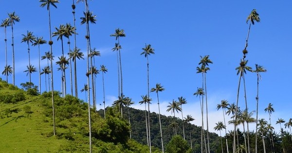 Colombia tiene su primer mapa de vegetación natural - La Nota Positiva