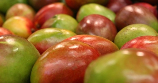 Colombia exporta mango por primera vez a Estados Unidos - La Nota Positiva