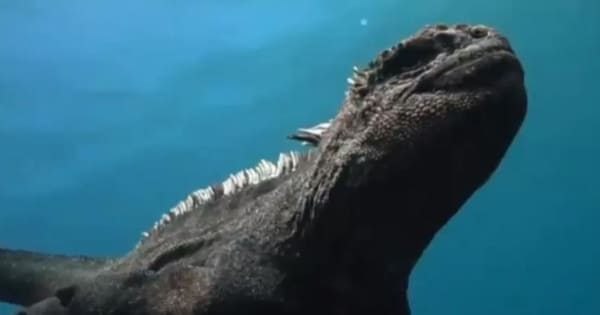 De película: cámaras avistaron el único lagarto marino del mundo - La ...
