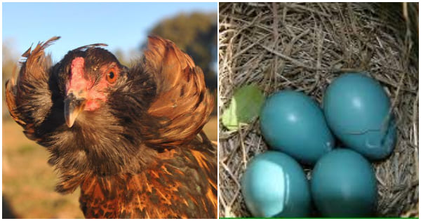 Gallina pone huevos de color azul y esta es su extraordinaria historia - La Nota Positiva
