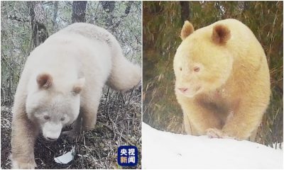Cámaras captan al único oso albino que existe en el mundo, una belleza ...